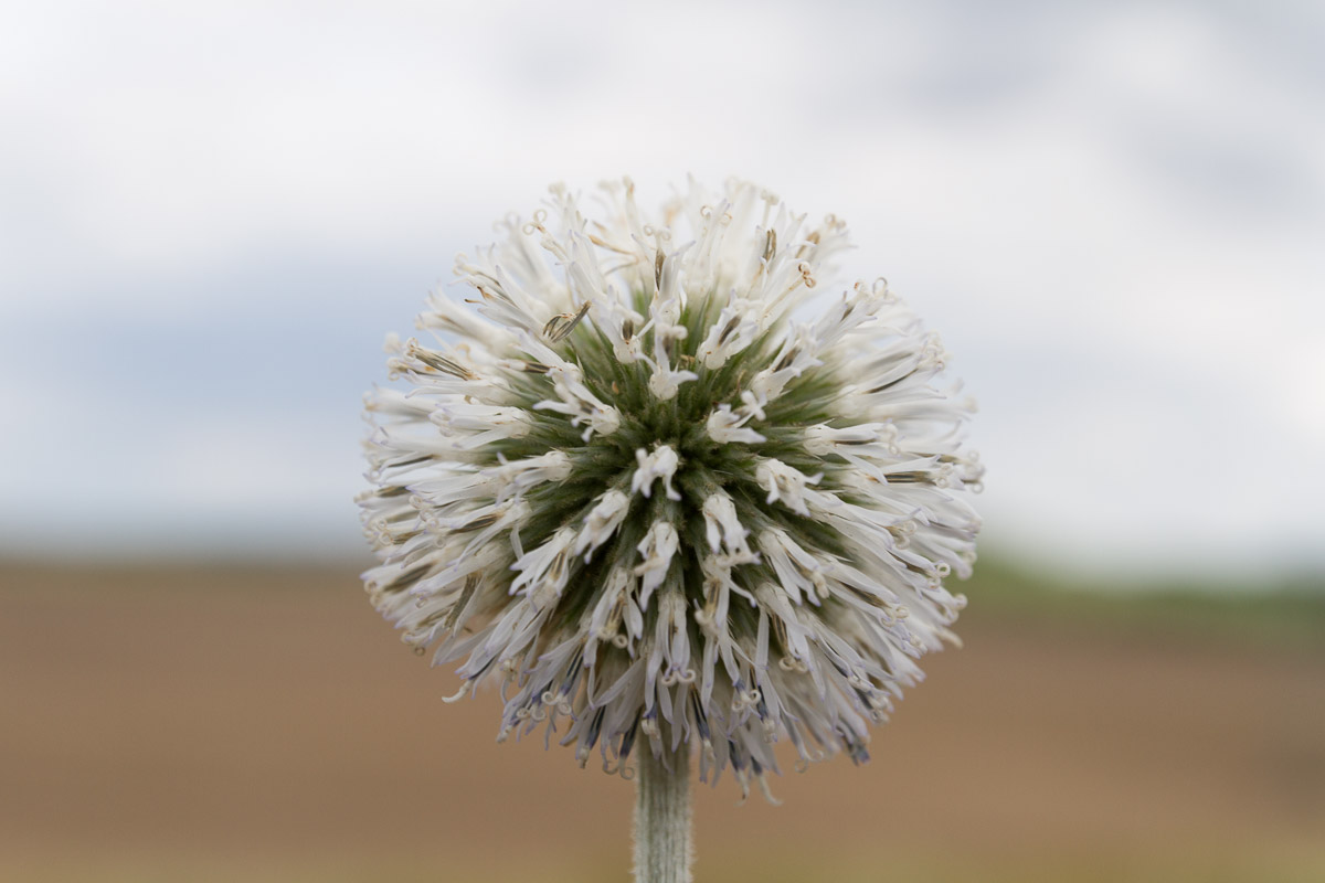 Silberdistel | Foto-Wandern.com